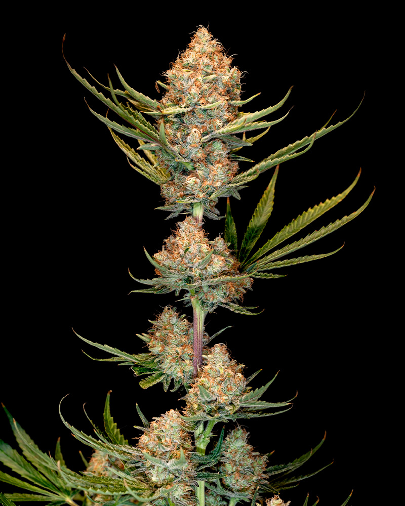 Auto New Glue XXL - GB Strains